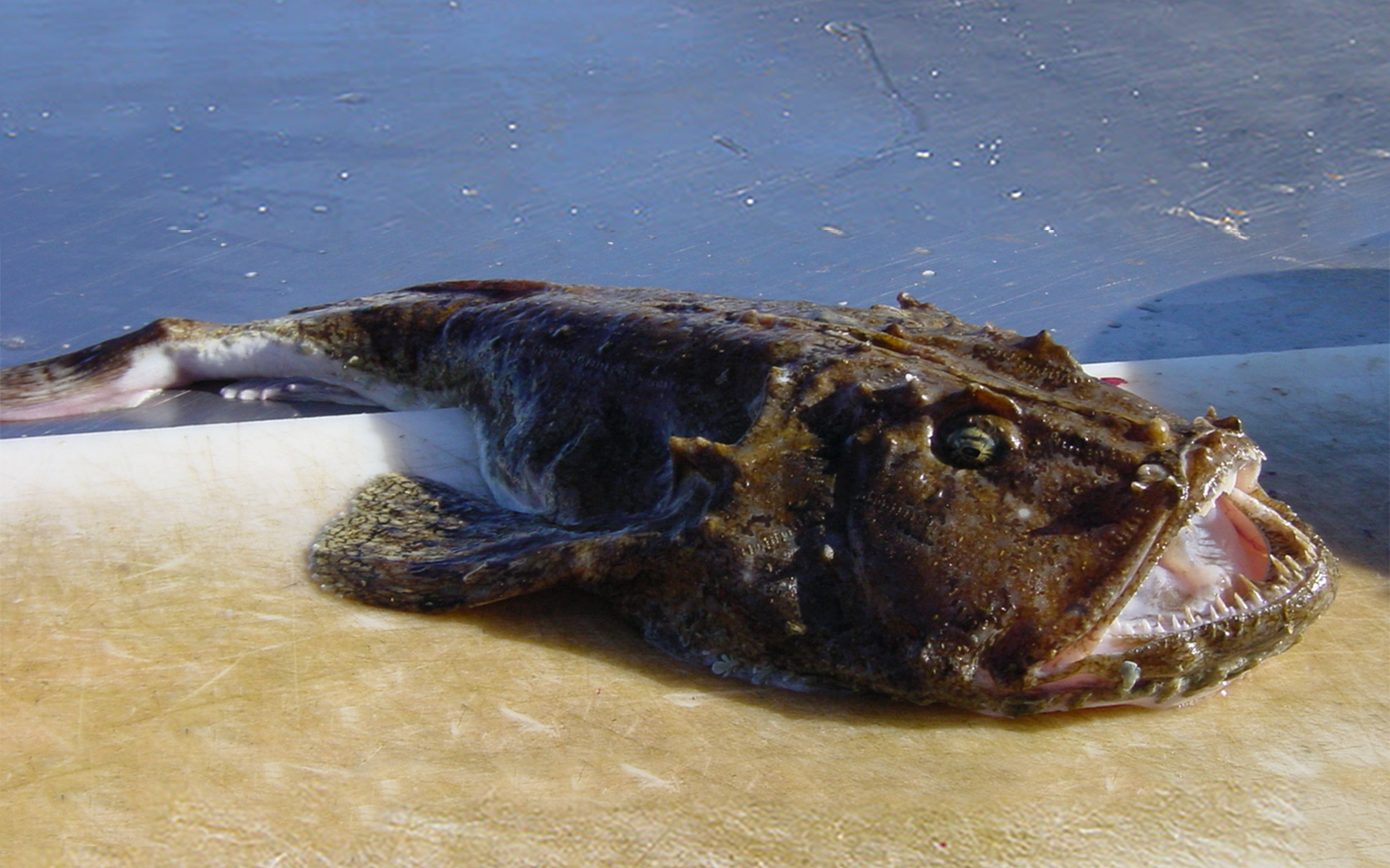 El rape va de pesca * DOMINA EL MAR